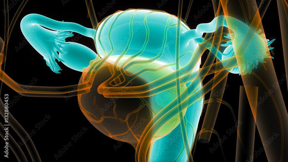 Female Reproductive System with nervous system and urinary bladder ...