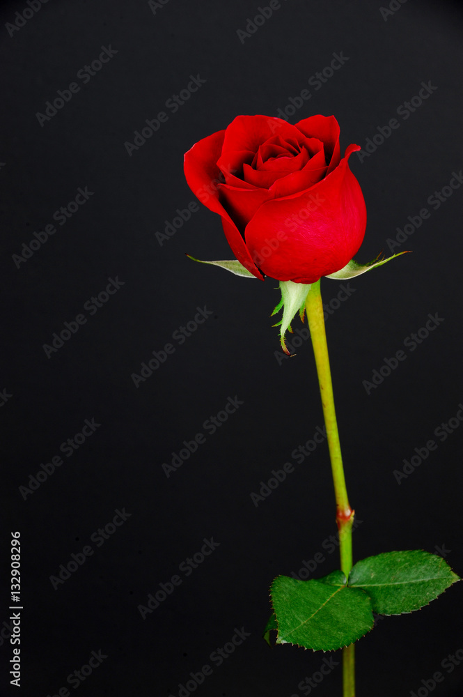 Single Red Rose With Black Background