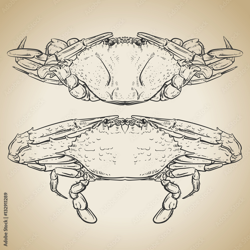 Crab drawing on vintage background. Hand drawn outline seafood i Stock ...