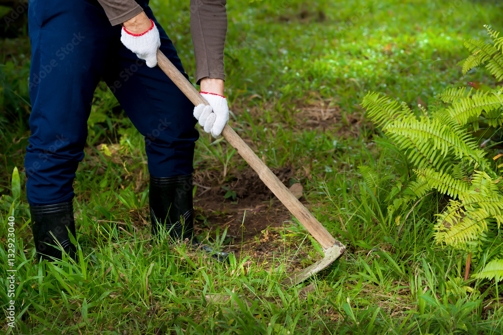 Man weeding his garden with hoe. Adult male digging weed in his green ...