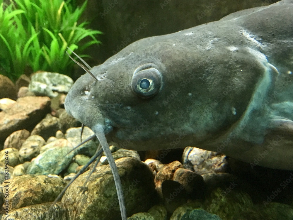 barbue de rivière Stock Photo | Adobe Stock