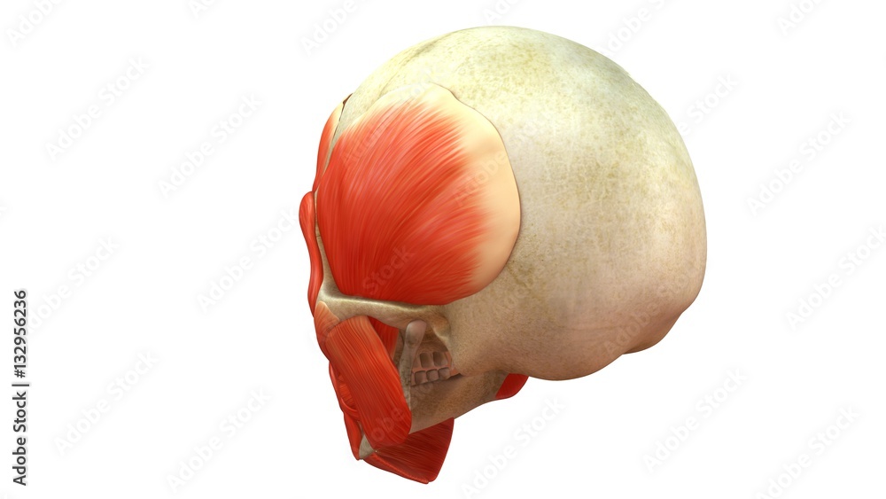 Human Skull with muscles Stock Illustration | Adobe Stock