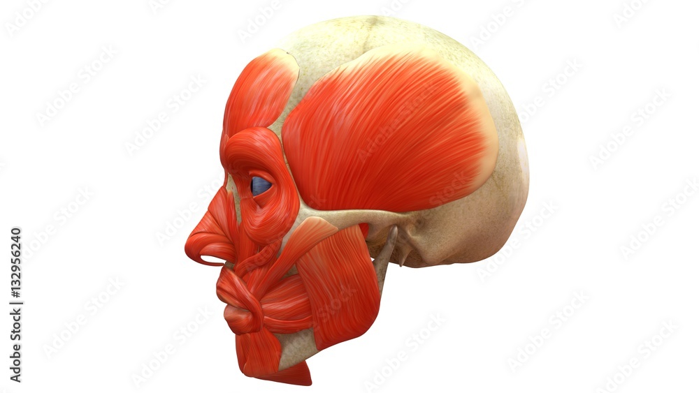 Human Skull with muscles Stock Illustration | Adobe Stock