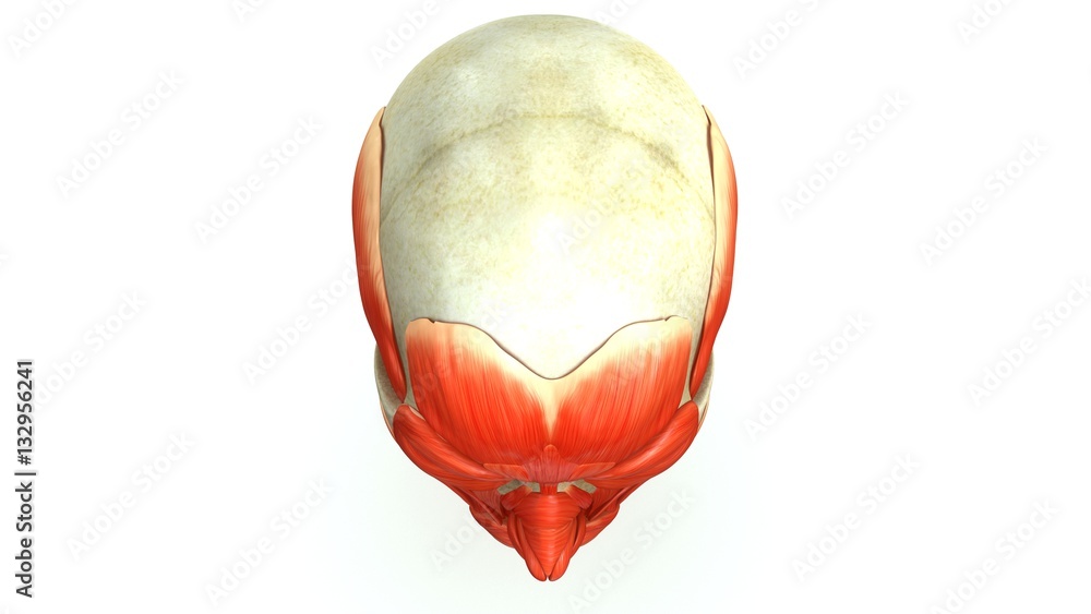 Human Skull with muscles Stock Illustration | Adobe Stock