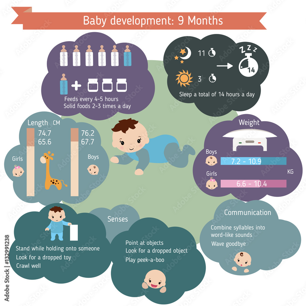?hild development infographics Stock Vector | Adobe Stock