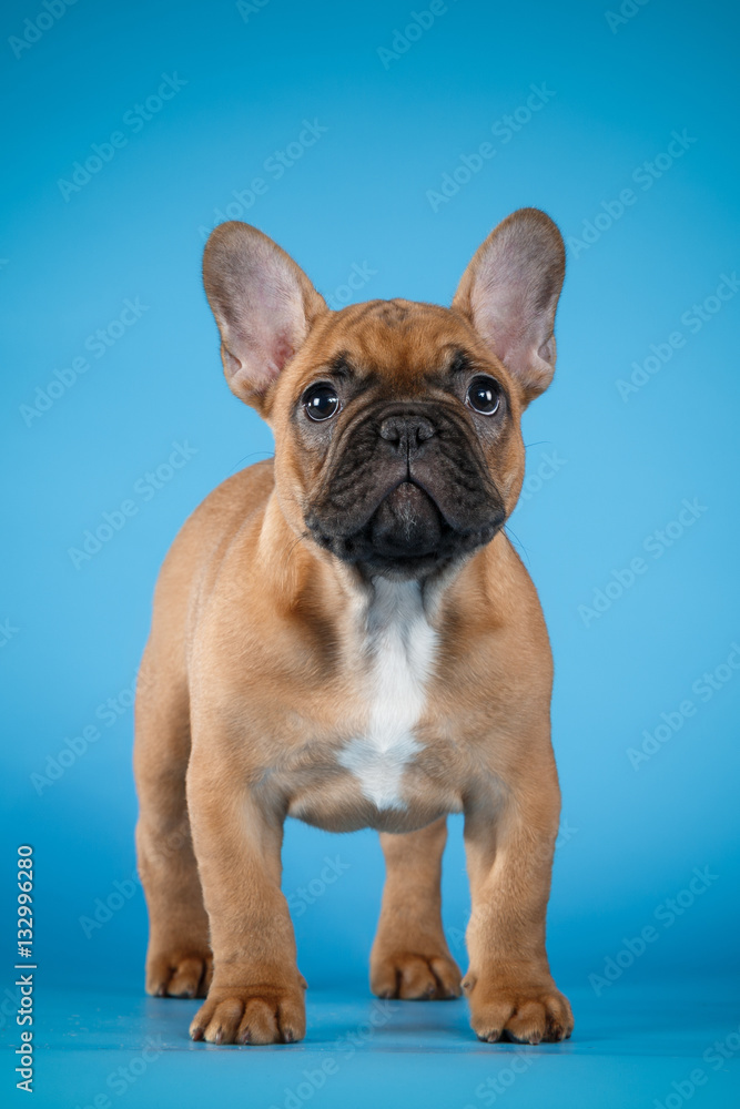 French Bulldog Beige