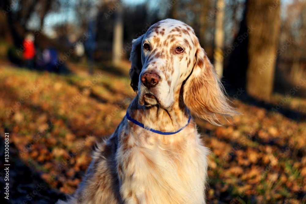 Beautiful purebred white spotty dog of hunting breed portrait with long ...