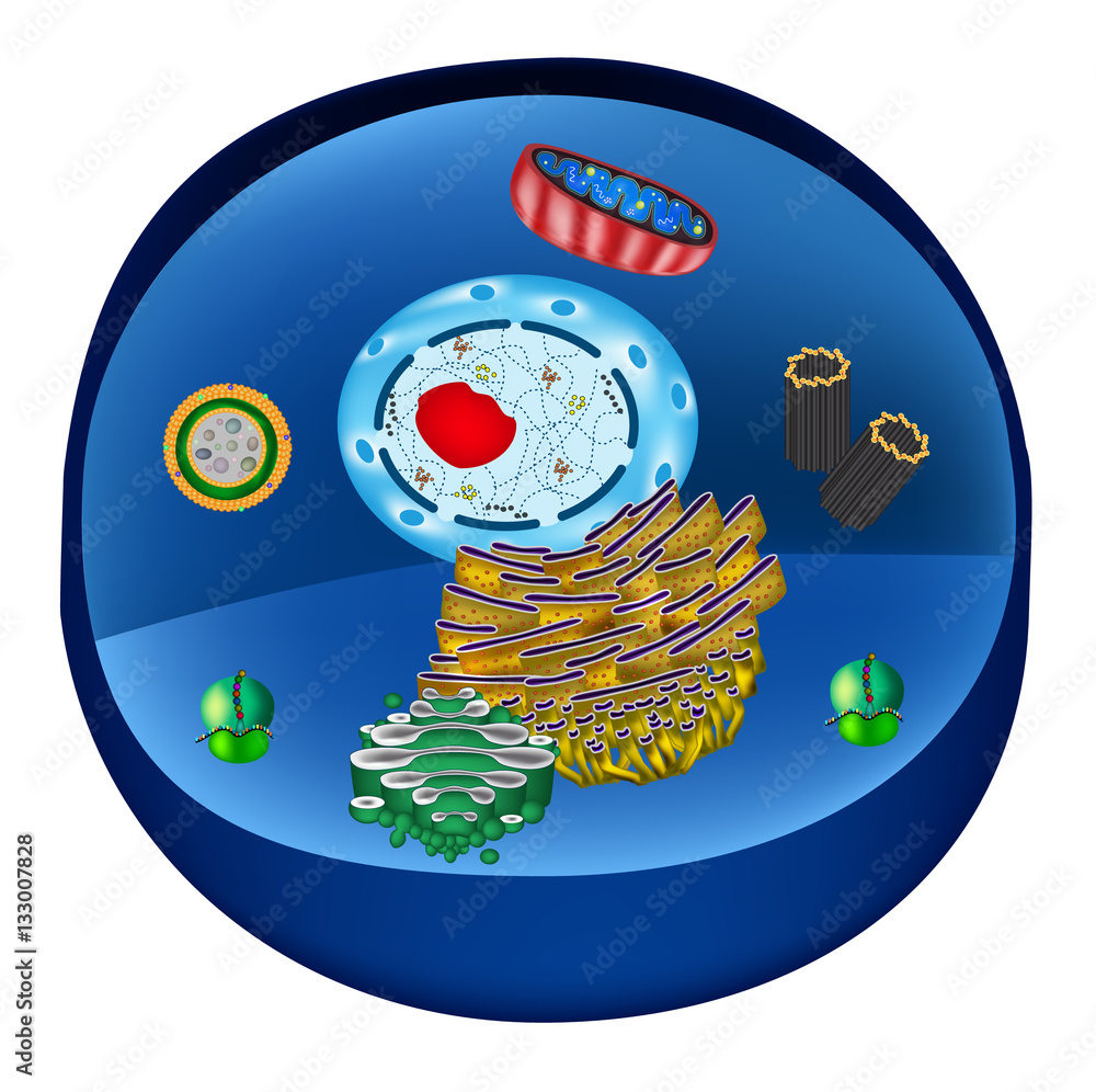 Structure of human cells. Organelles. The core nucleus, endoplasmic ...