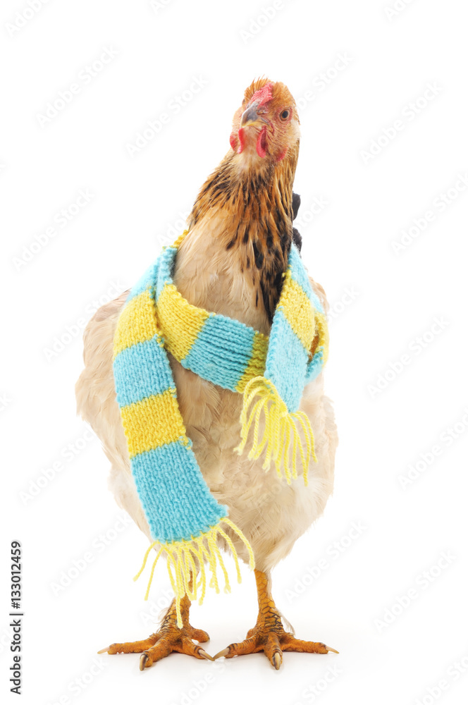 Red chicken in scarf. Stock Photo | Adobe Stock