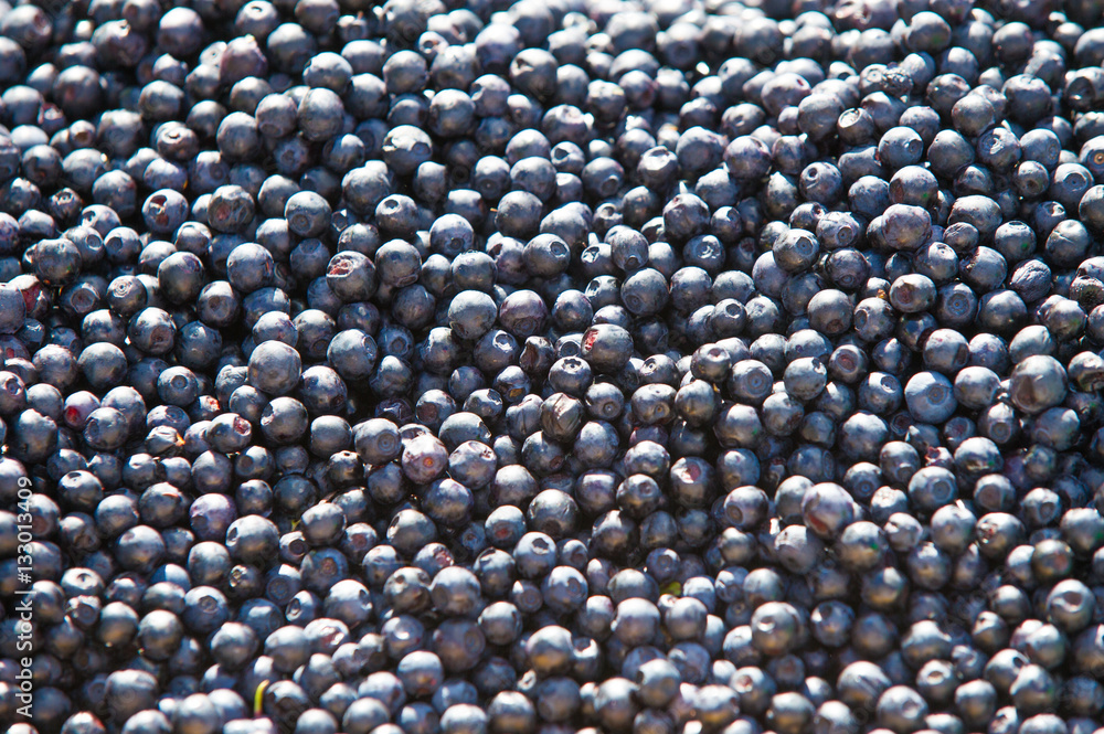 Vaccinium myrtillus is a species of shrub with edible fruit of b Stock ...