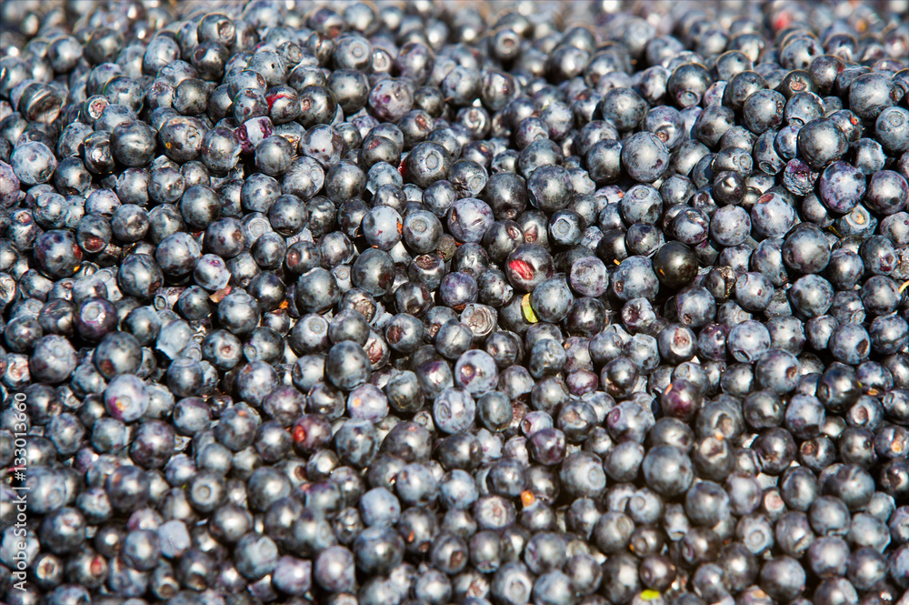 Vaccinium myrtillus is a species of shrub with edible fruit of b Stock ...