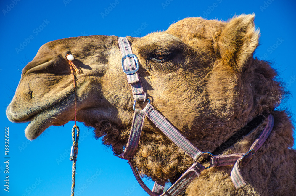 Profile of a harnessed Camel in the Australian outback, ready to take ...