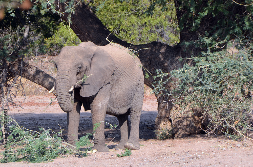 Foto de Desert elephants are not a distinct species of elephant but are ...