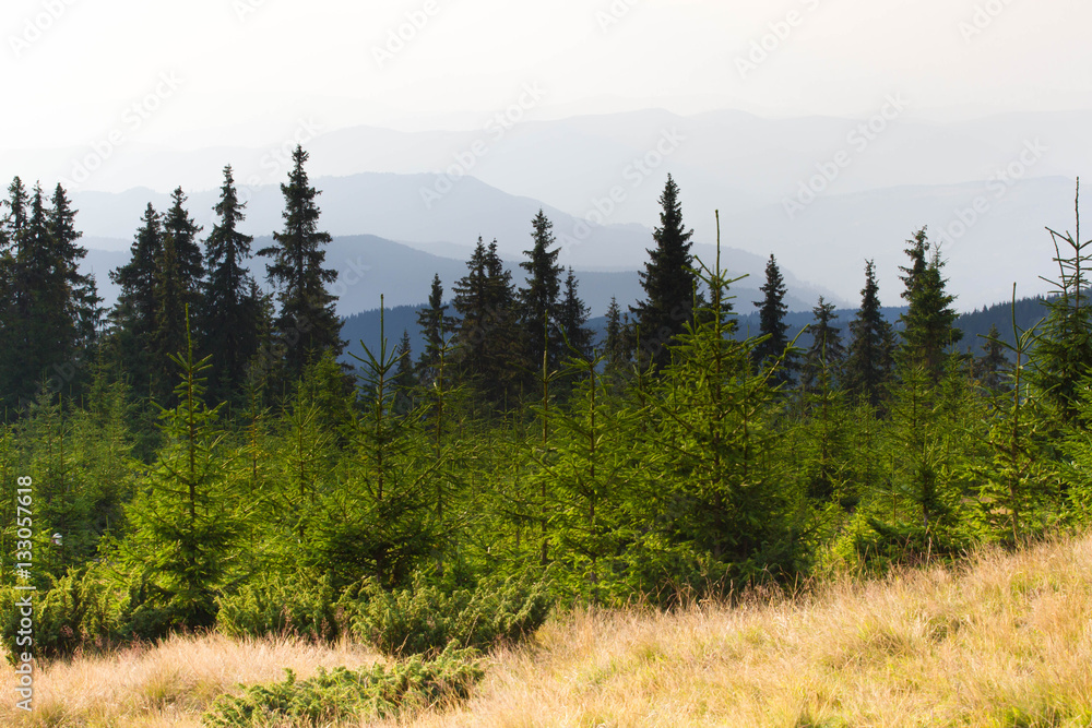 Spruce forest in the Ukrainian Carpathians. Sustainable clear ecosystem ...