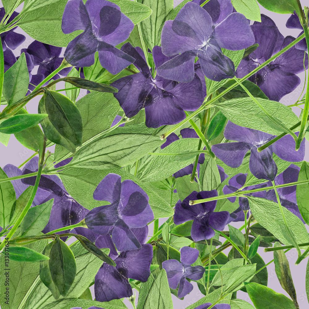 Periwinkle. Seamless pattern texture of pressed dry flowers. Stock ...