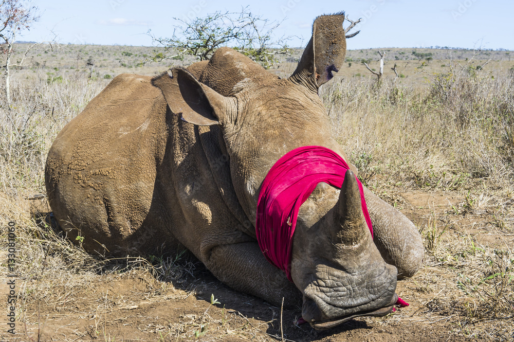 White Rhino capture and notching operation ภาพถ่ายสต็อก | Adobe Stock