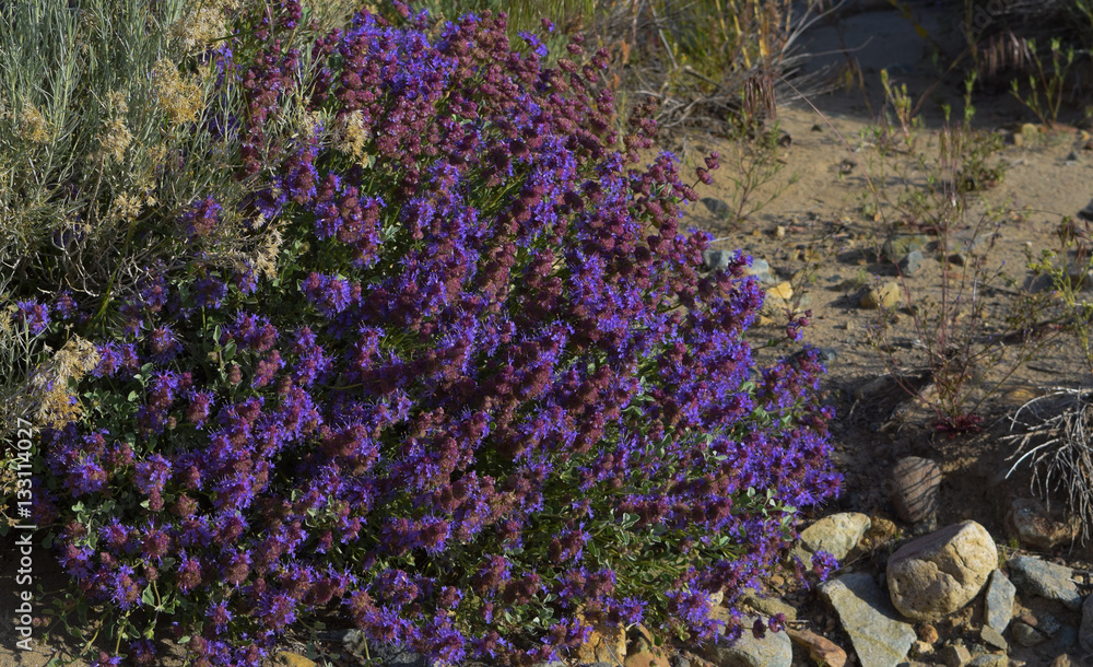 Purple Sagebrush