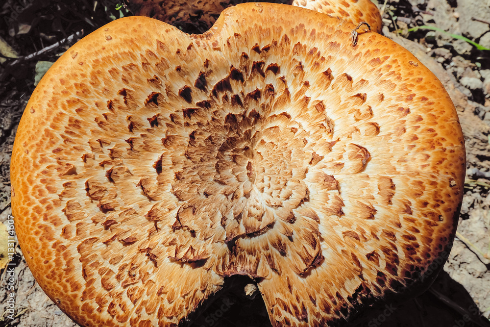 Surface texture mushroom cap Sarcodon imbricatus Stock Photo | Adobe Stock