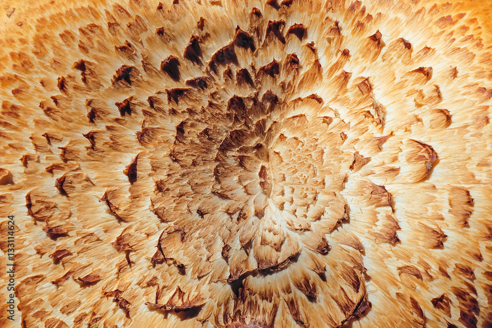Surface texture mushroom cap Sarcodon imbricatus Stock Photo | Adobe Stock