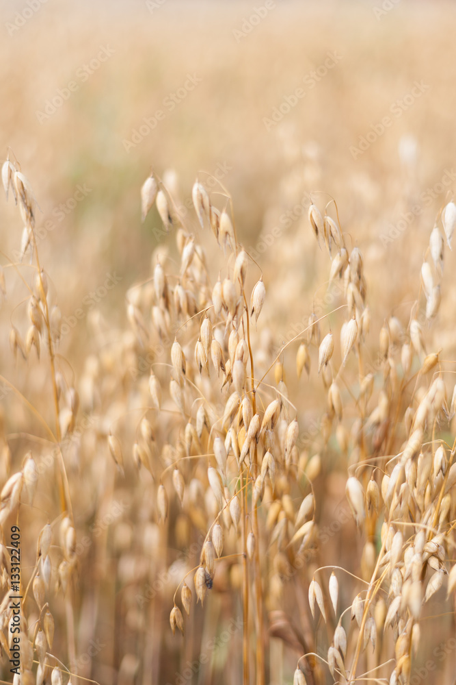 Hafer Stock Photo | Adobe Stock