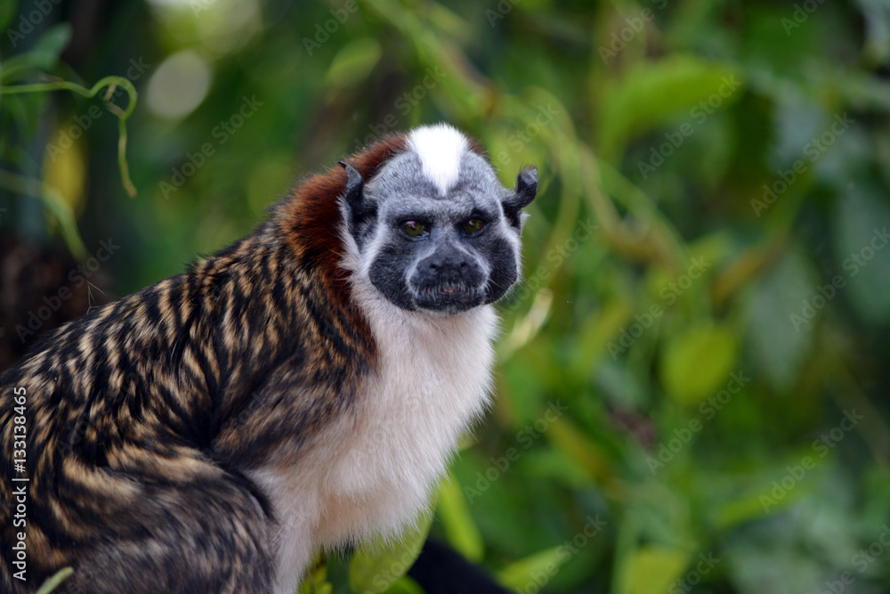 Geoffroy's Tamarin Straight Look/Blue Faced Tamarin monkey staring ...