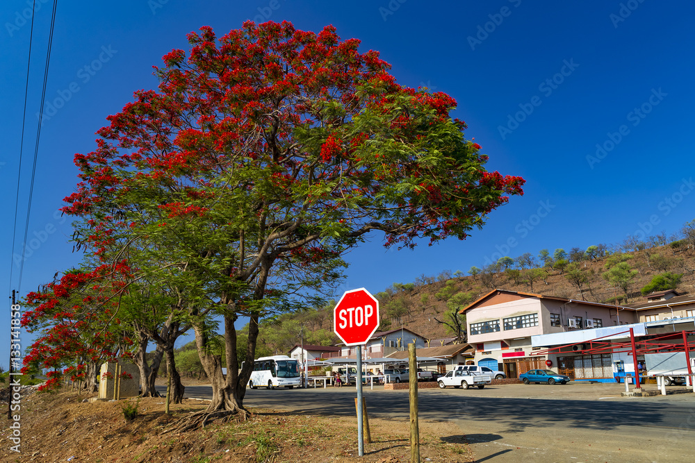 Foto de South Africa, Swaziland - interior. Red flowers of Acacia Tree ...