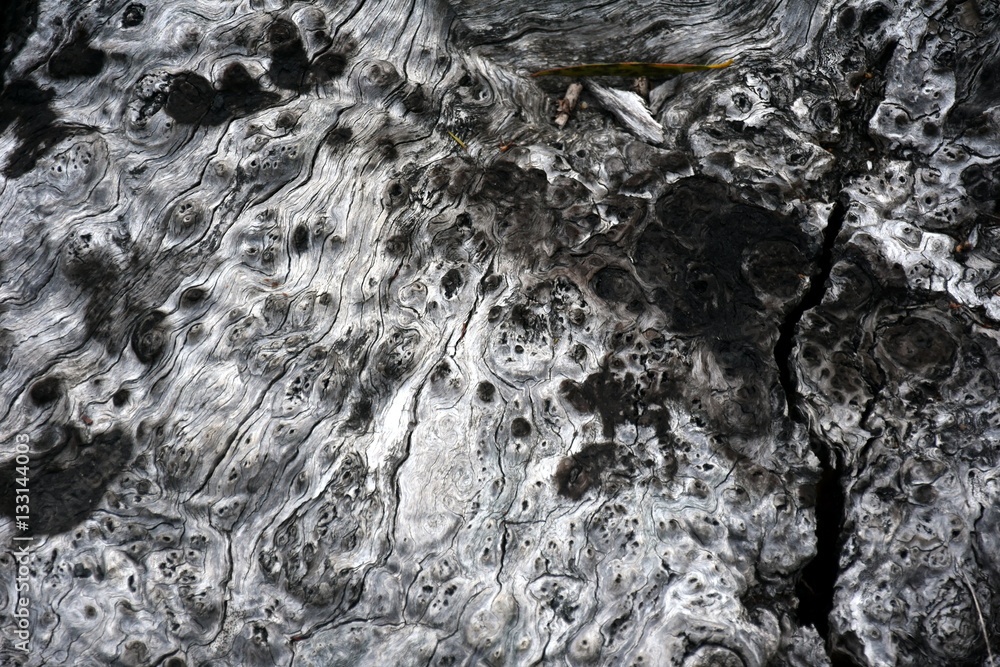 Burnt wood texture background. An old wood surface. Burnt tree trunk ...