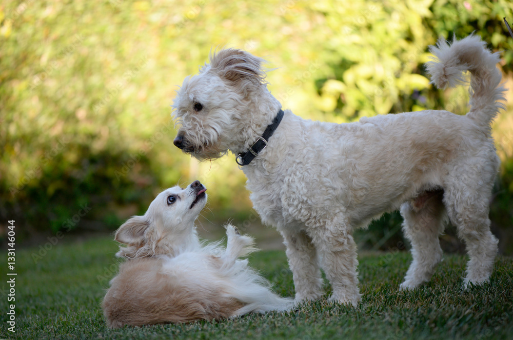 Two Dogs Kissing