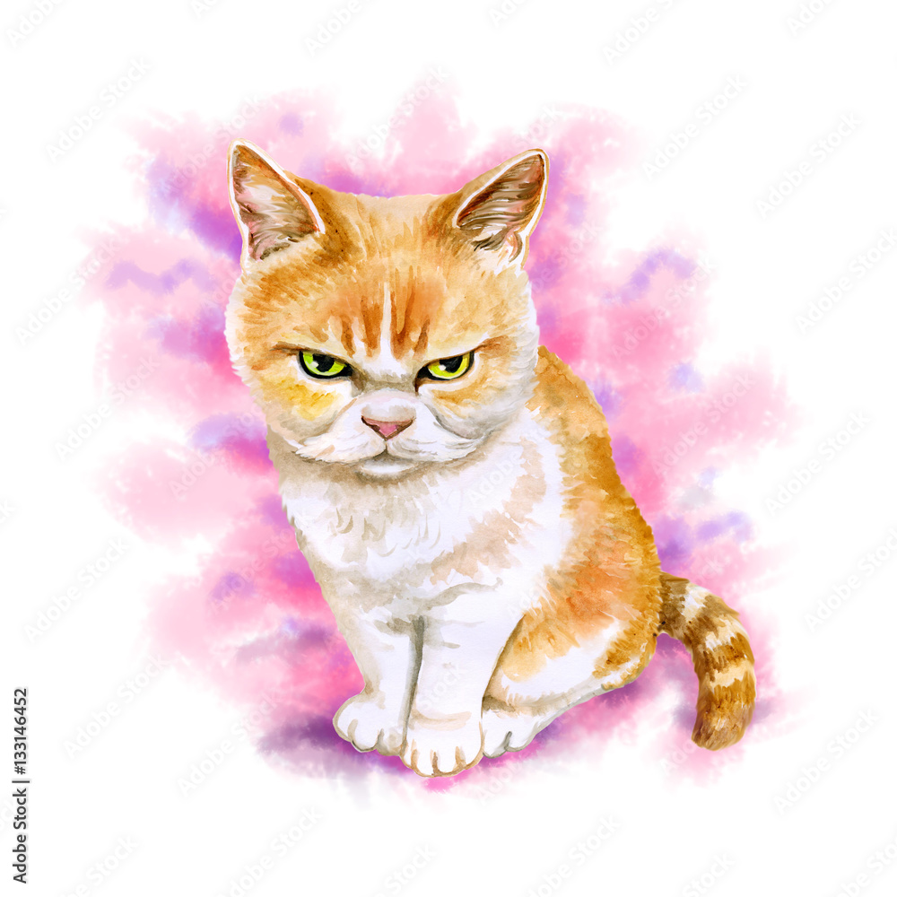Watercolor portrait of scottish fold angry cat isolated on pink ...