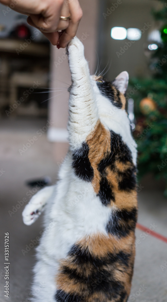 Calico cat standing up on hind legs for treat from hand Stock-Foto ...