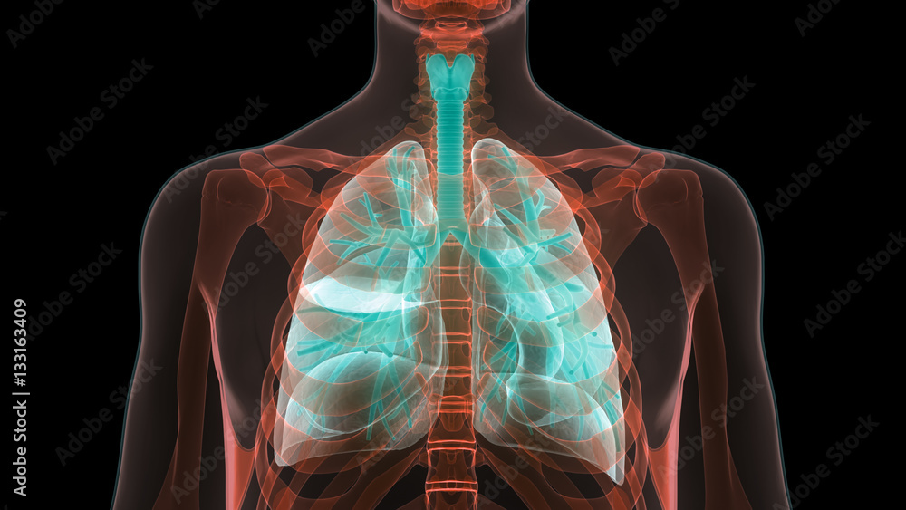 Human Body Organs (Lungs Anatomy) Stock Illustration | Adobe Stock