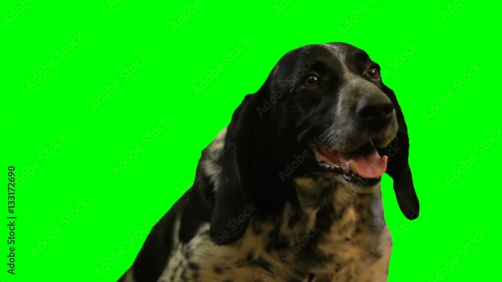 dog head on a green screen Stock Video | Adobe Stock