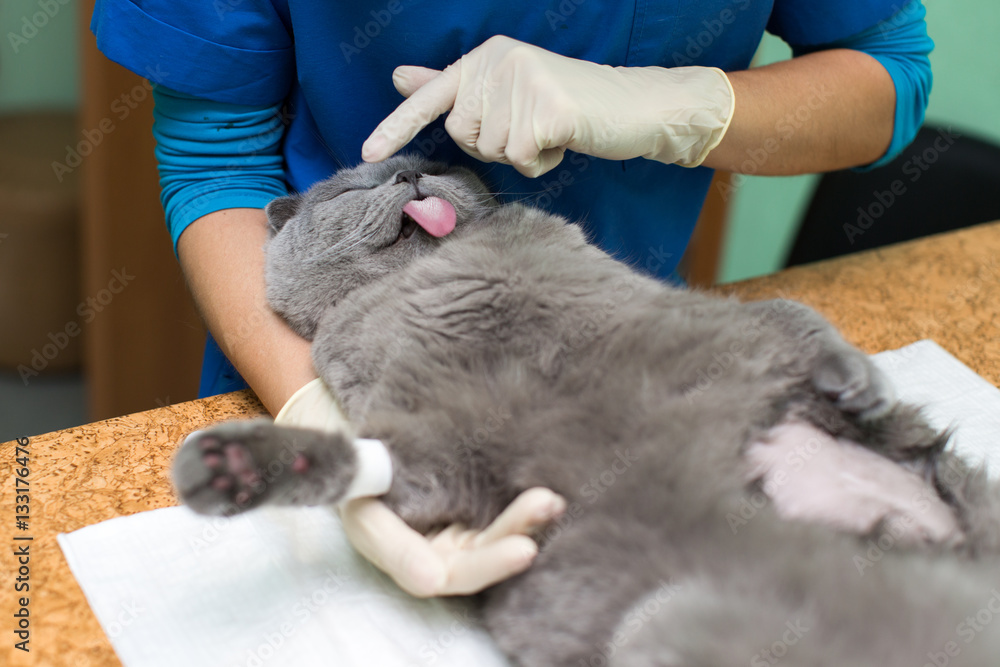 Veterinary placing a catheter via a cat in the clinic Stock Photo ...