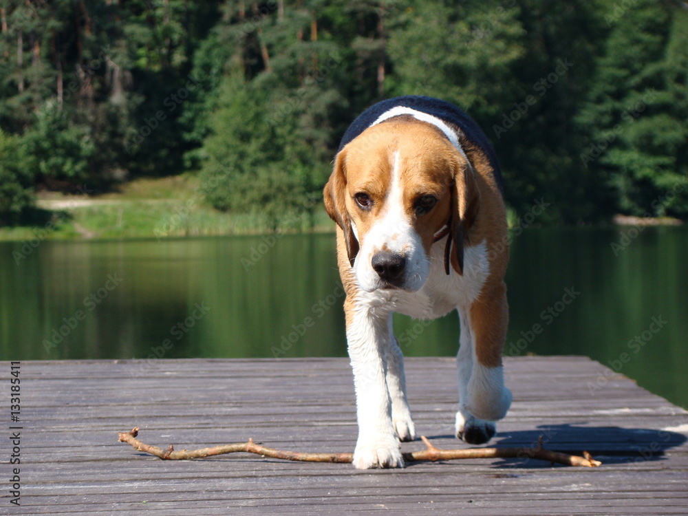 Bigel dog Stock-Foto | Adobe Stock