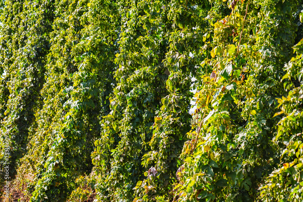 Hopfen, Hopfenfeld, Hopfenanlage Stock-Foto | Adobe Stock