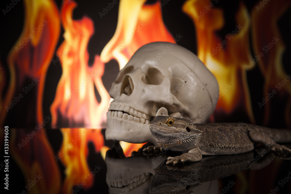 Dragon lizard with human skull Stock Photo | Adobe Stock