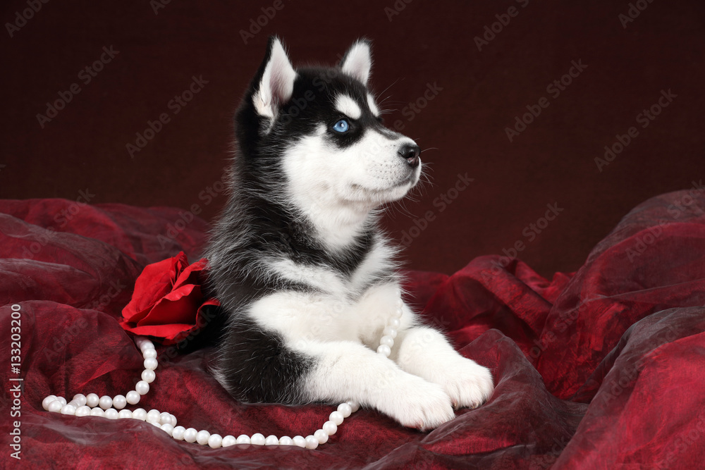 Rose With A Husky