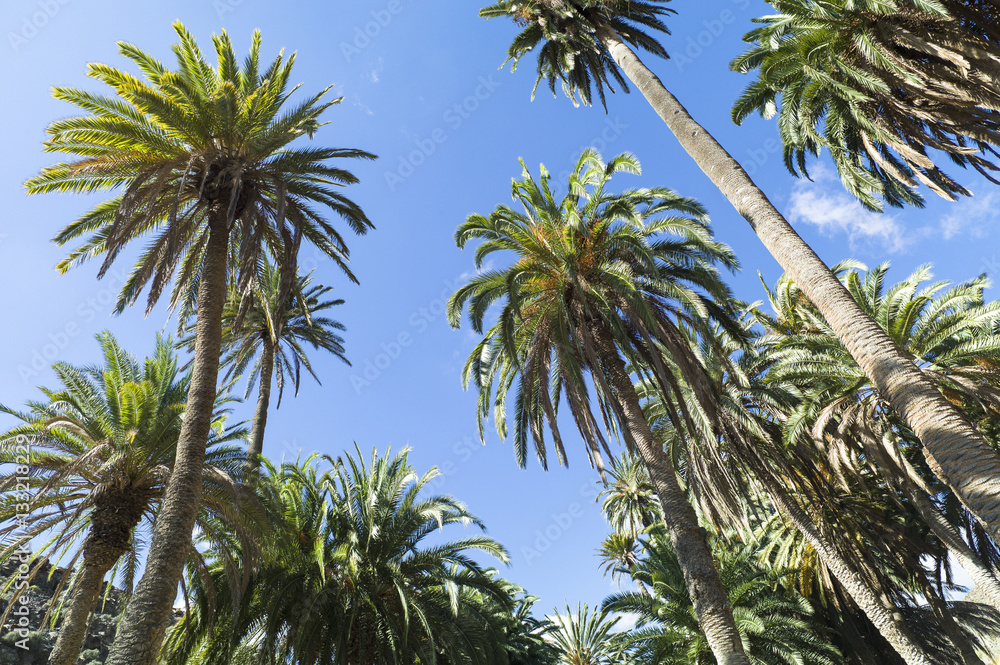 Cluster of palm trees in the valley of Río de Palmas on Fuerteventura ...