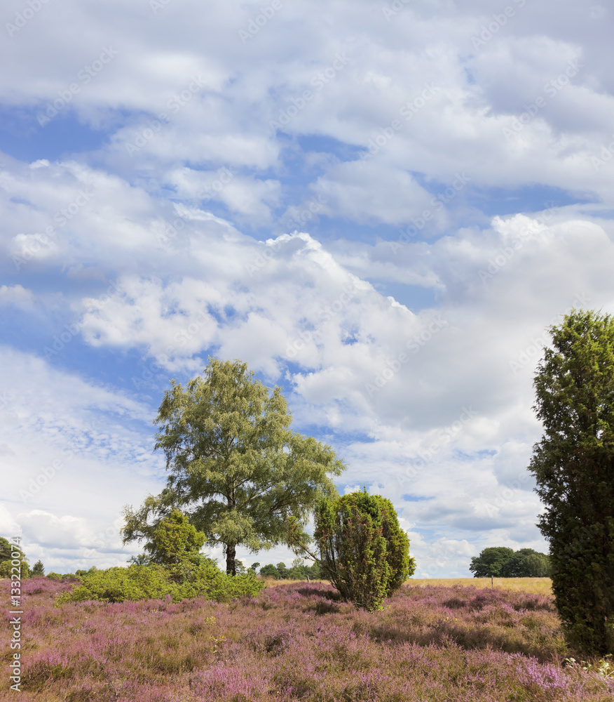 Heideblüte im Naturschutzgebiet Heiligen Hain. Stock-Foto | Adobe Stock