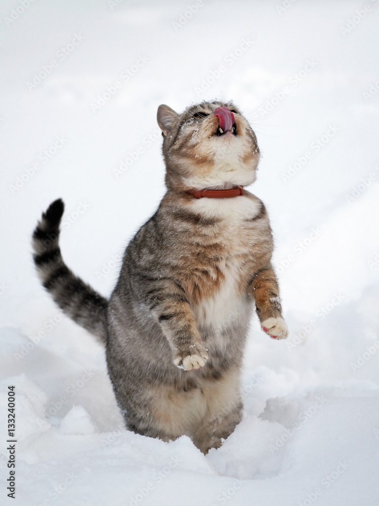 Standing Cat Snow