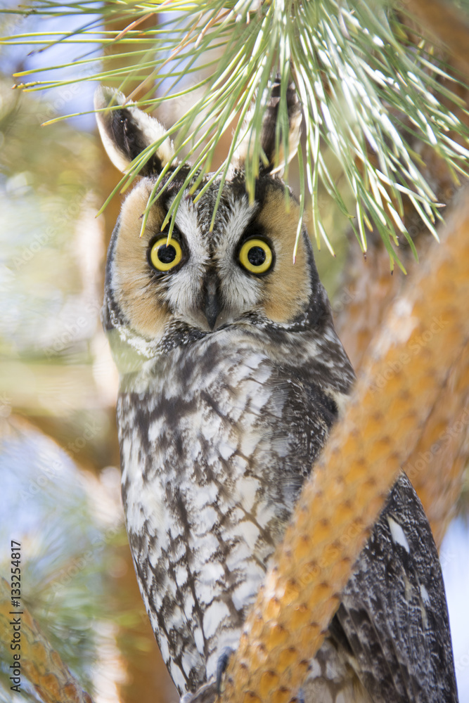 Surprised Owl