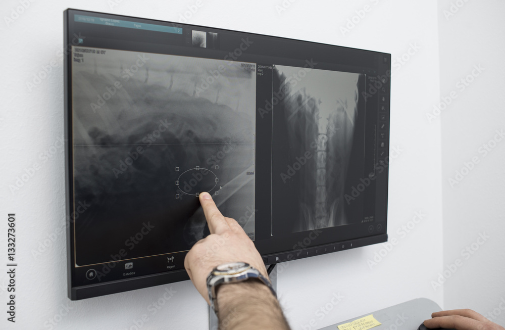 Vet doctor pointing at x-ray Stock Photo | Adobe Stock