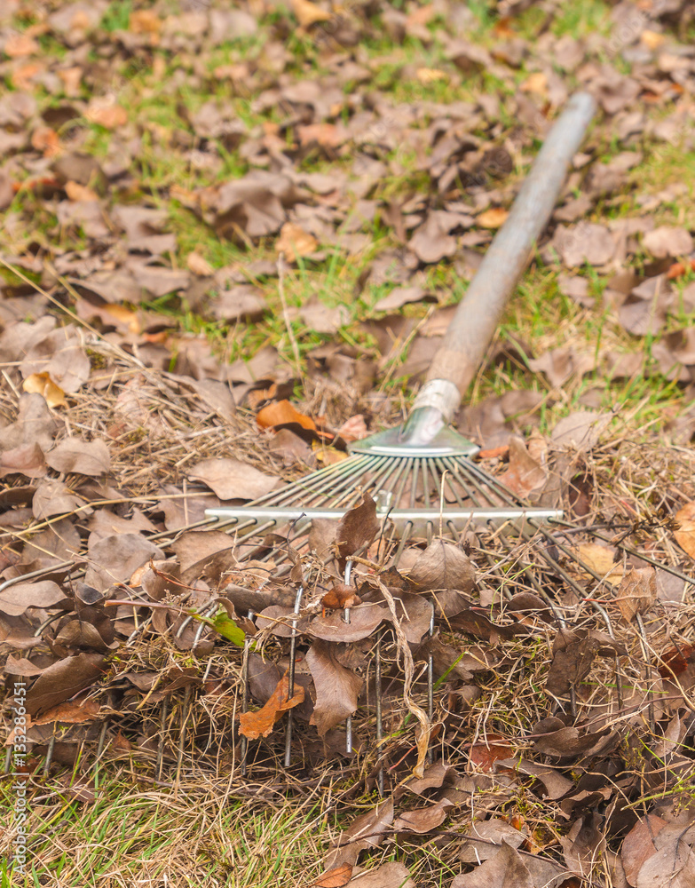 Foto de Picking up dry leaves do Stock | Adobe Stock