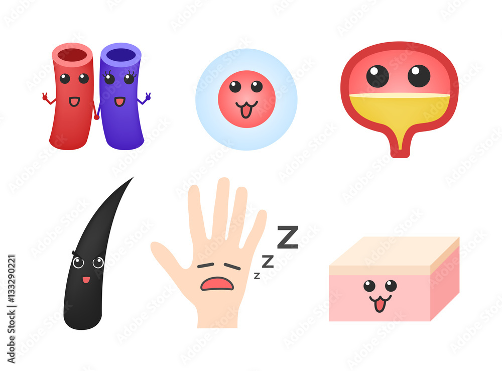 organ cartoon set . blood cell skin hair hand bladder Stock Vector ...
