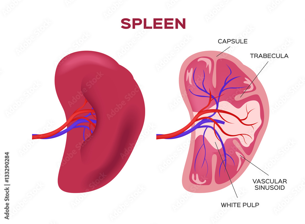 spleen vector Stock Vector | Adobe Stock