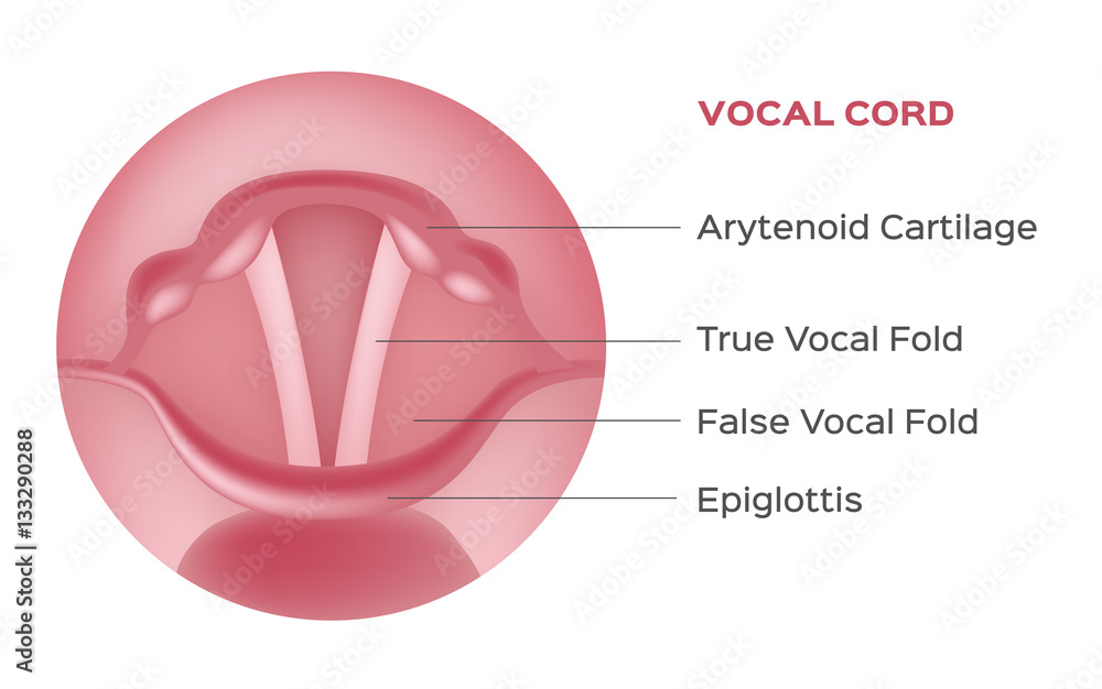 vocal cord vector , organ Stock Vector | Adobe Stock