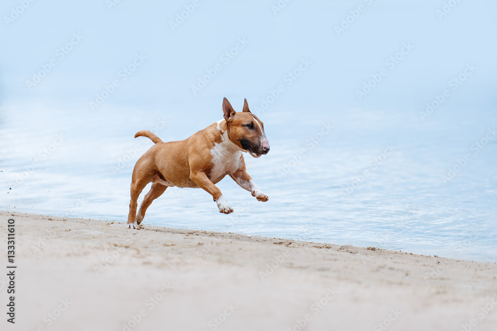 Why Do Some Dogs Gallop
