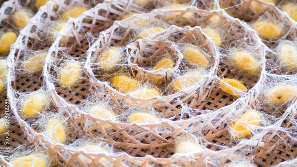 Silkworm life cycle. Cocoon stage. The larva spins silk threads around ...