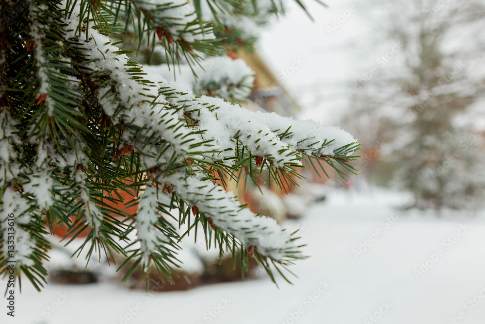 Pine Tree Snow
