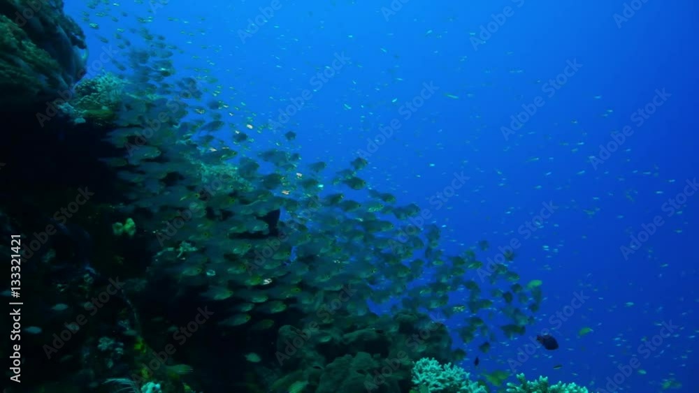A school of Golden sweepers (Parapriacanthus ransonneti) swims among ...
